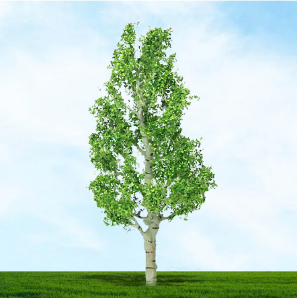 Tasma Products - 003934 - Birch Trees - 2 per pack - OO Scale – Simon's ...